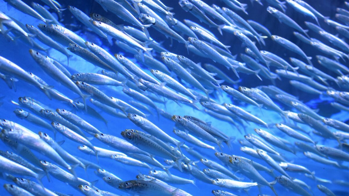 Declining fish poo changing ocean carbon balance – Sydney Business ...