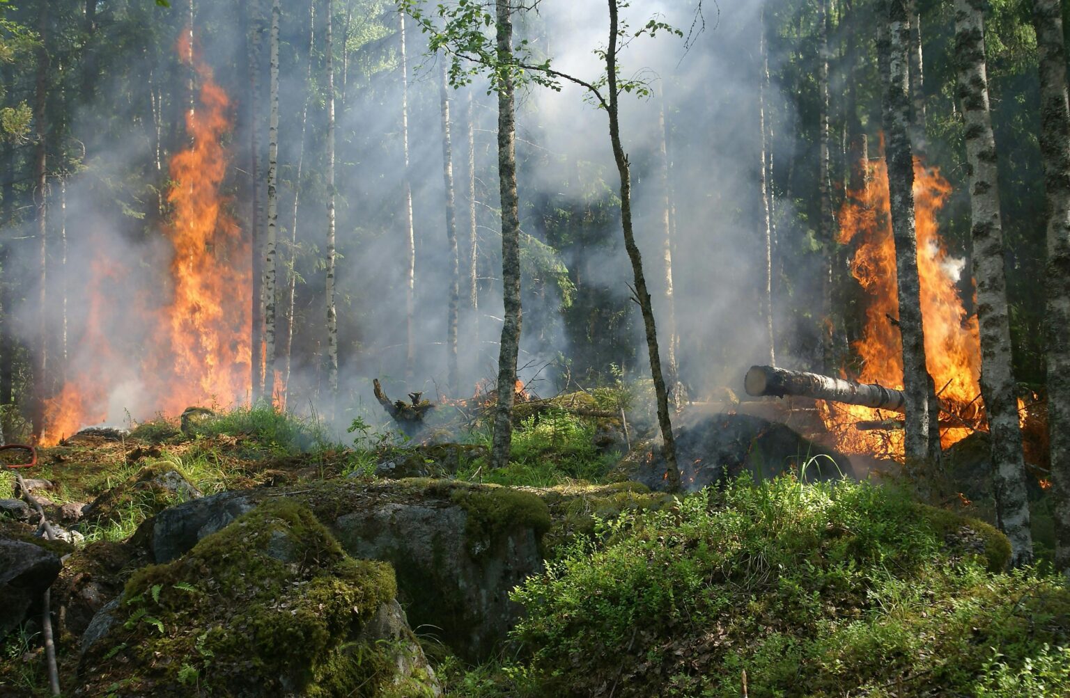 Optimisation model as a guide to burning forests to save forests ...